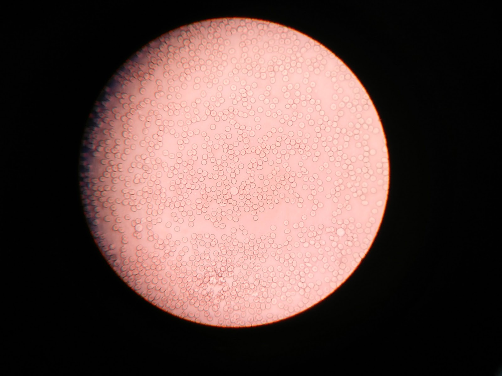 E-portfolio for teknik asas mikrobiologi: e-portfolio fourth week ...