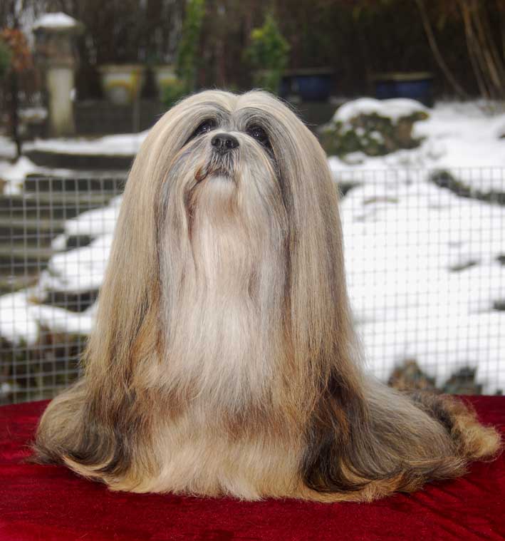 razas de perros: 17-LHASA APSO