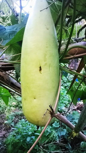 The Bottle-Gourd's Pride - Agri-Times: In The Zone