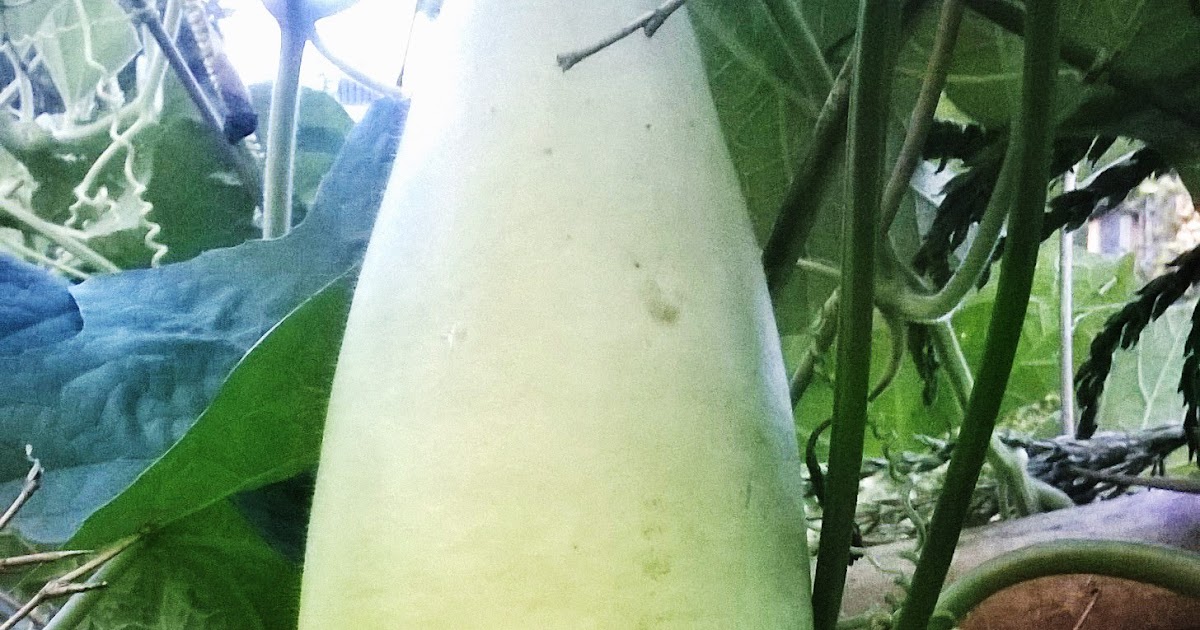 The Bottle-Gourd's Pride - Agri-Times: In The Zone