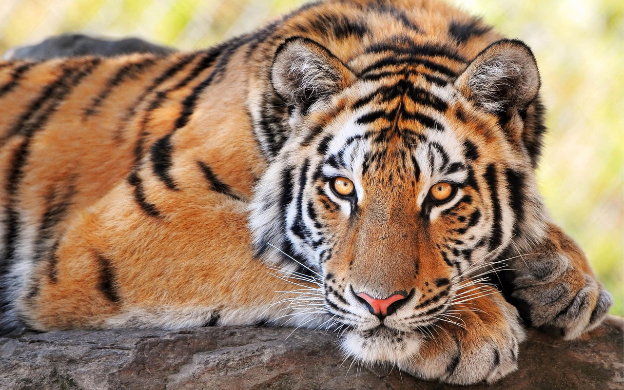 Imagens de tigres « Grandes Felinos