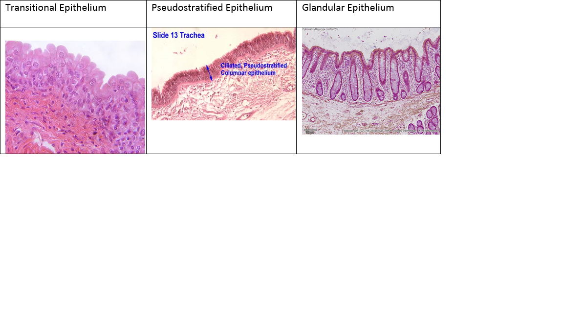 Roadblog101: Tissue Issues