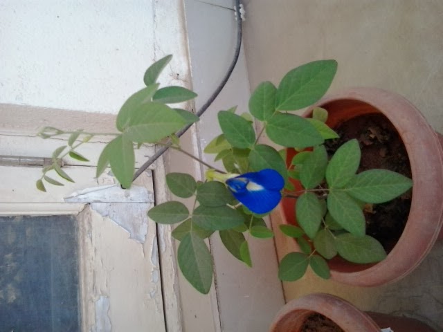 Gokarna flowers | how to grow gokarn shankhpushpa aparajita flowers ...