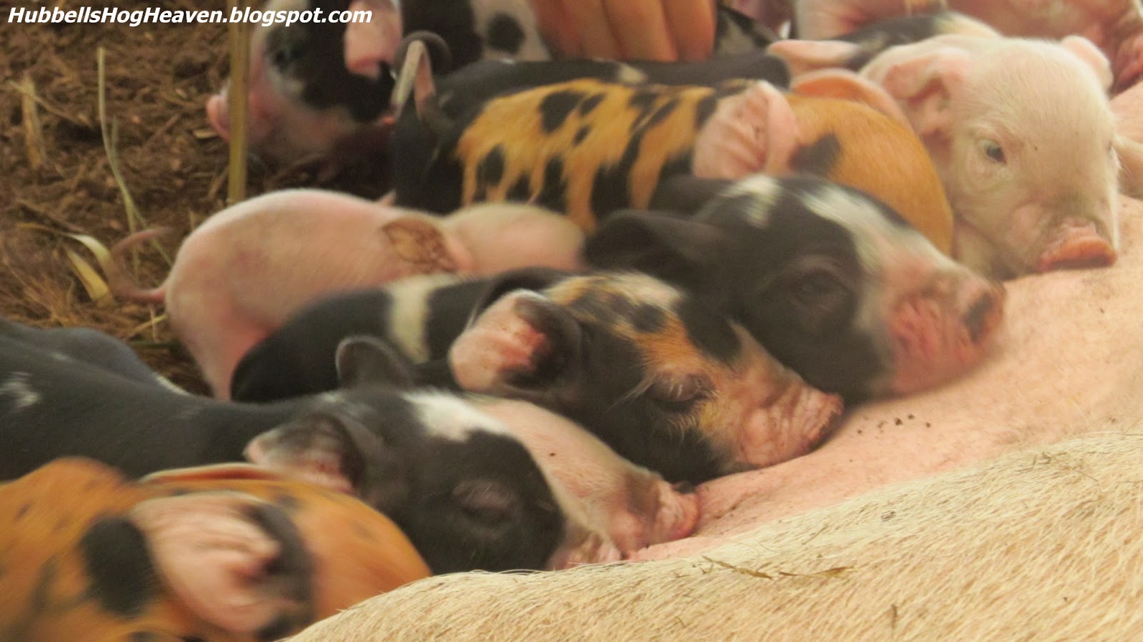 Hubbell's Hog Heaven: Spotted Piglets