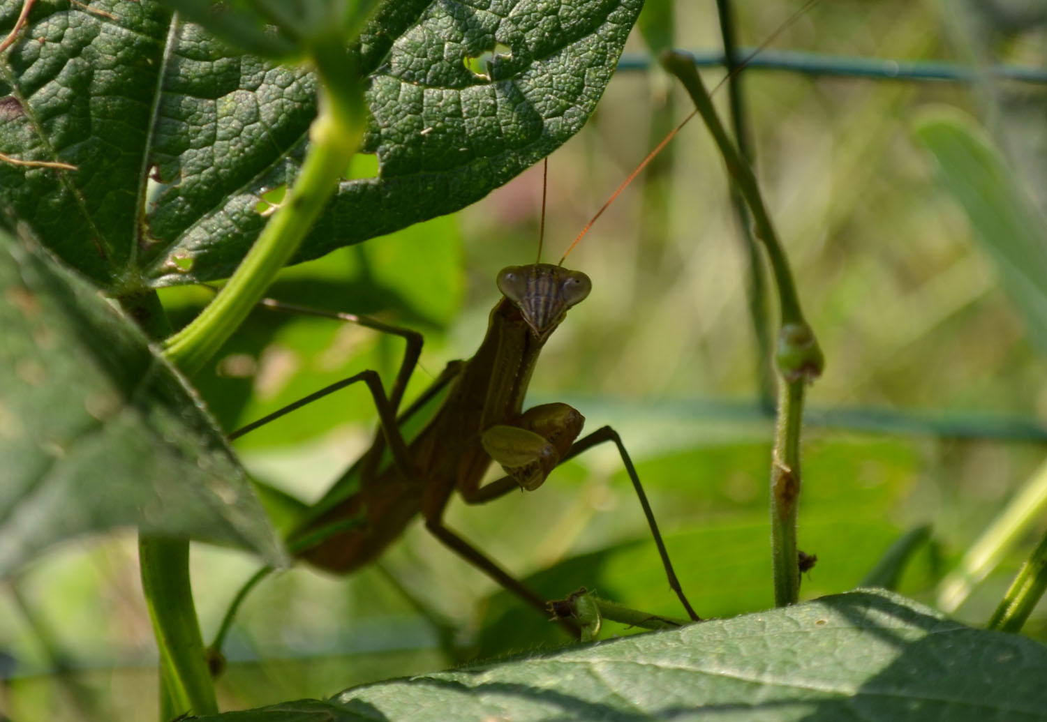 Woods Walks and Wildlife: August 2011