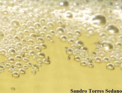 Colisa Labiosa , confundida la Colisa Chuna ~ Fan del Pez