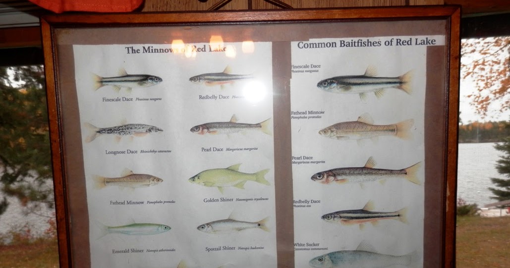 Bow Narrows Camp Blog on Red Lake Ontario: Artist painting lures to ...