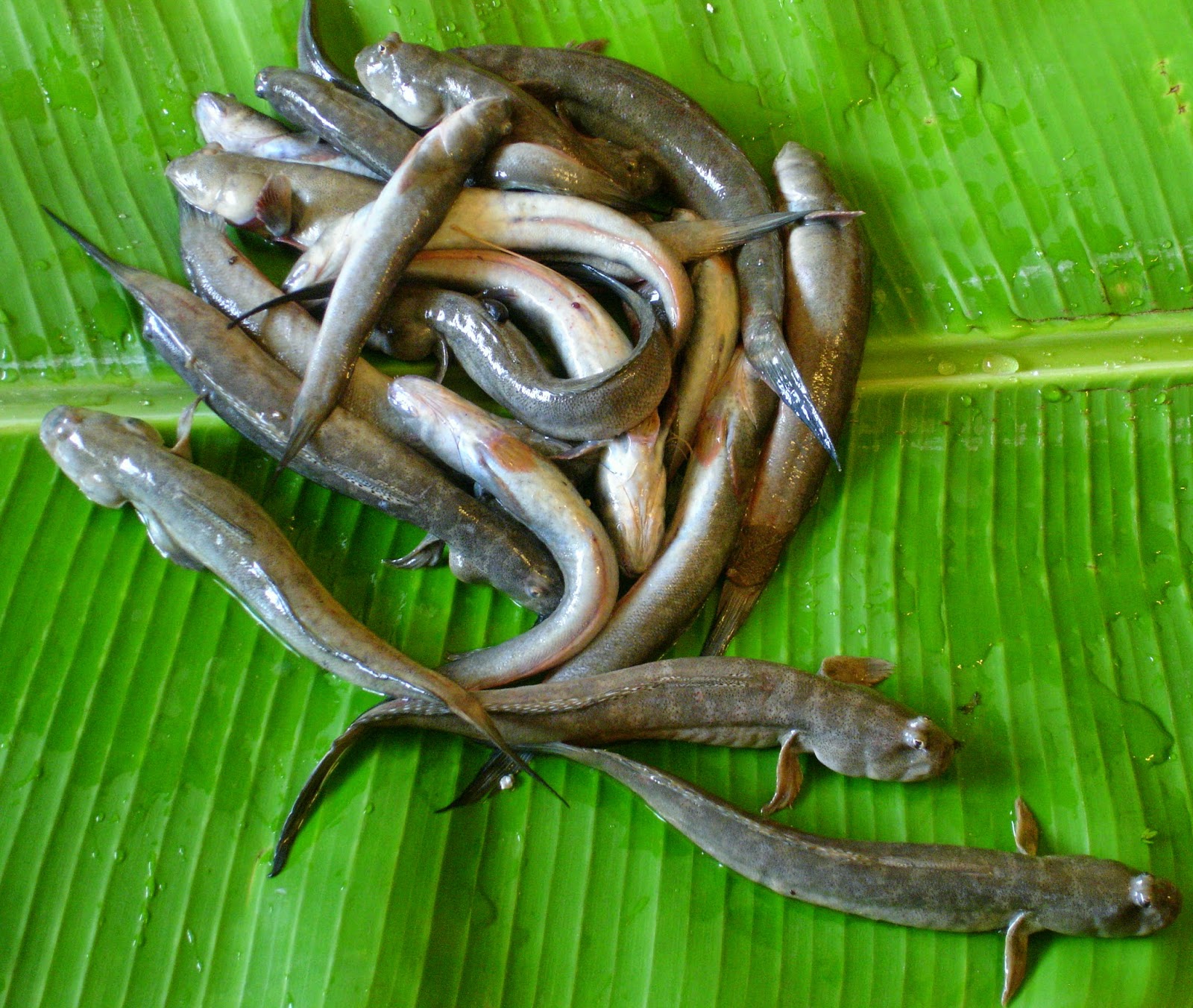 alka's travel and food bowl: Nivte curry (Mudskipper)