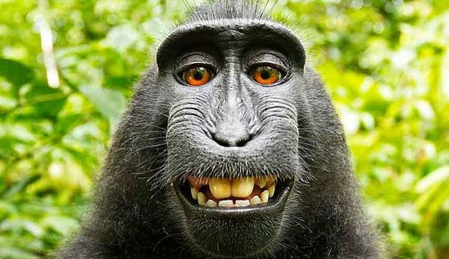 Image d'Animaux: Photo d'un singe en gros plan