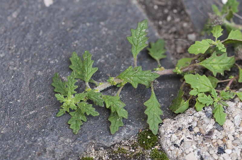 Lengyel Attila kutatói blogja: Alacsony libatop (Chenopodium pumilio)