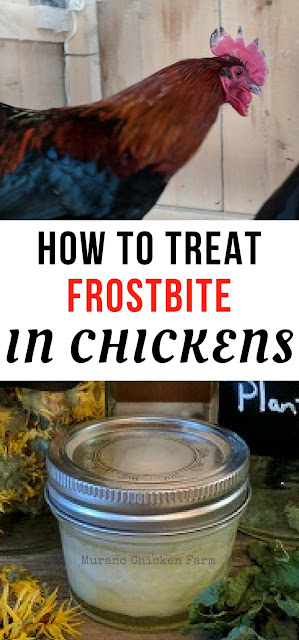 How to treat frostbite in chickens - Murano Chicken Farm