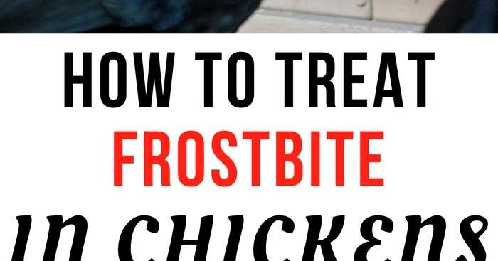 How to treat frostbite in chickens - Murano Chicken Farm