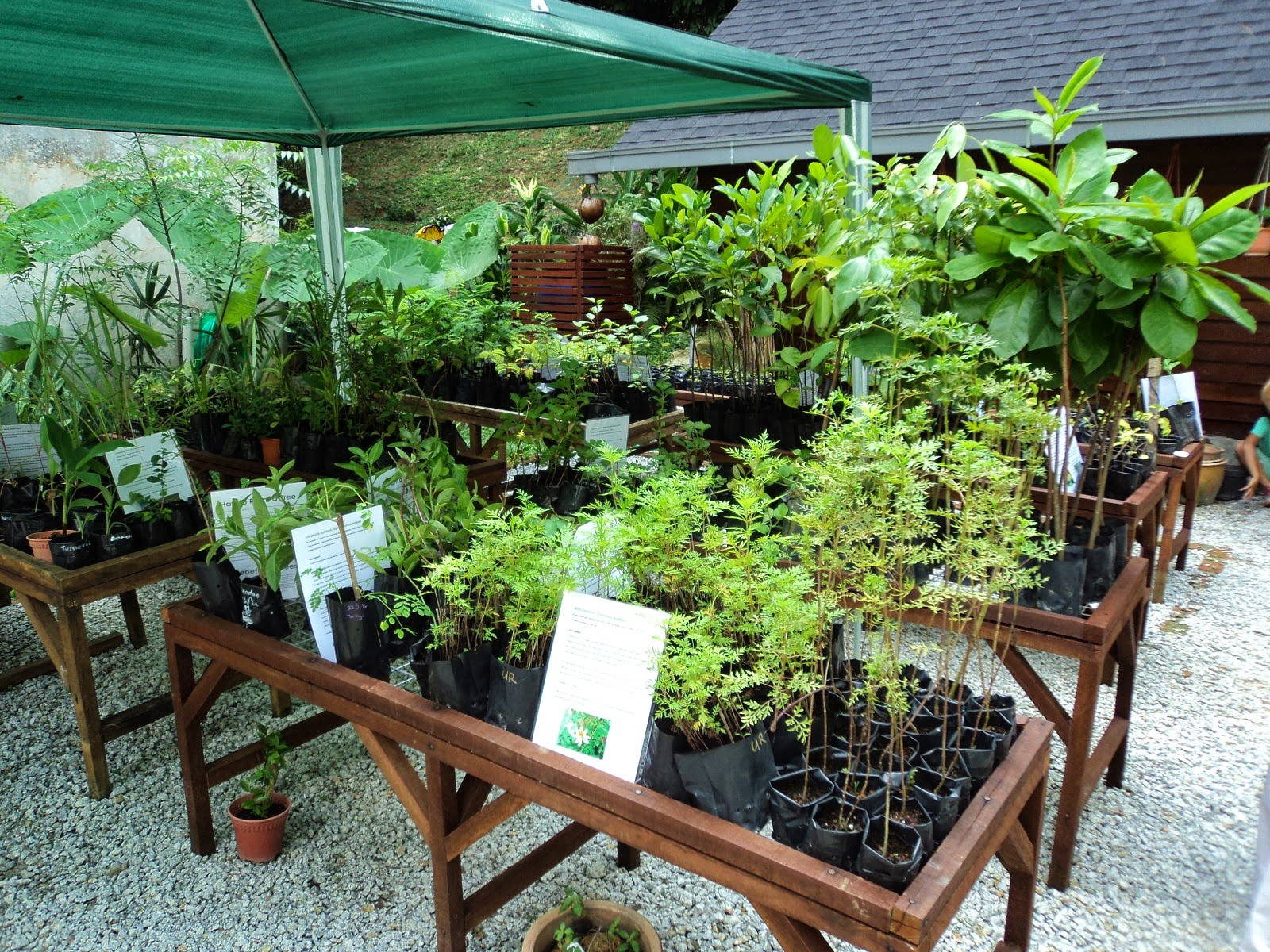 MNS Green Living: The Free Tree Society of Kuala Lumpur