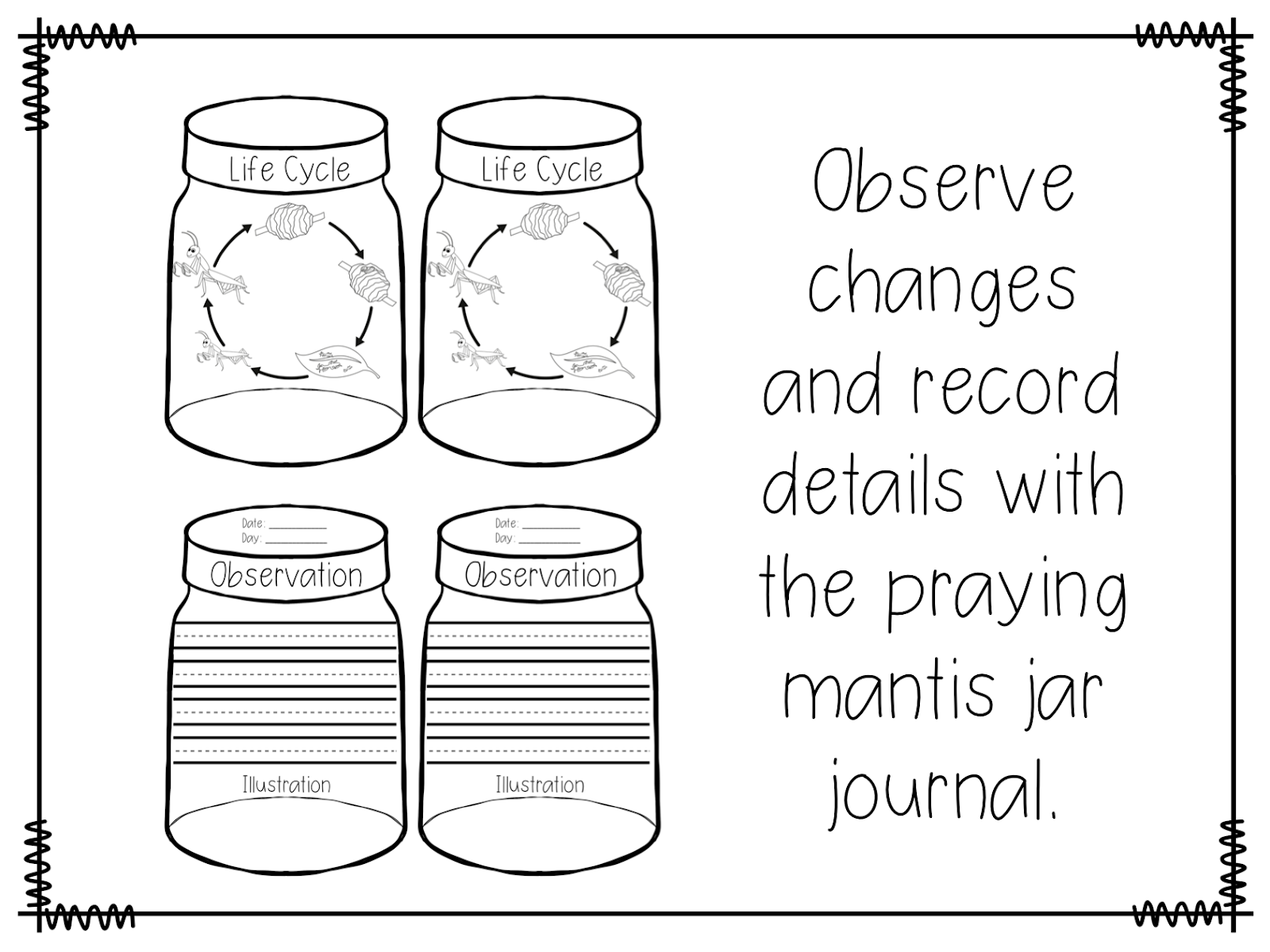 Praying Mantis Life Cycle Worksheet