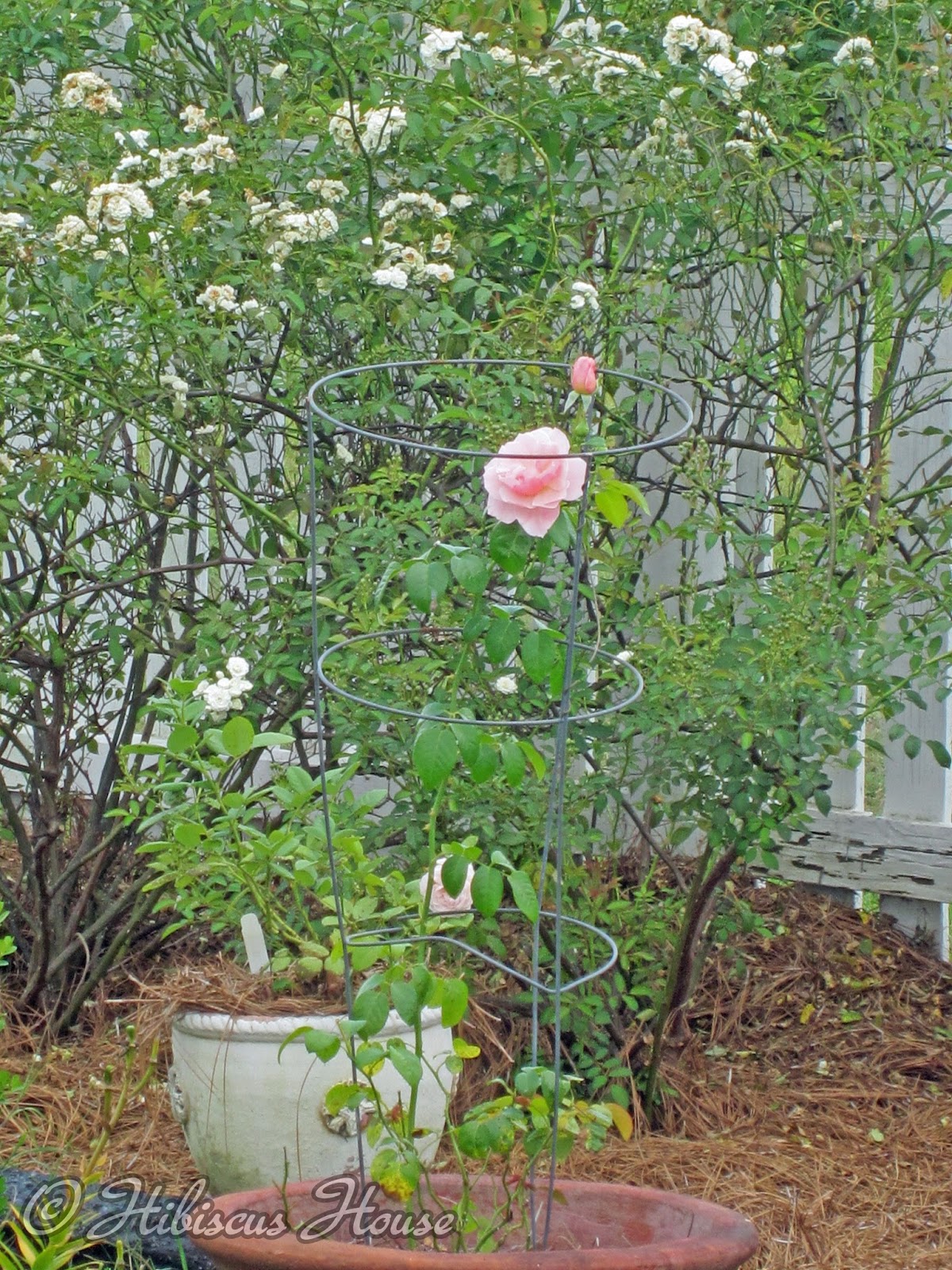 Hibiscus House: Strawberry Hill a David Austin Rose