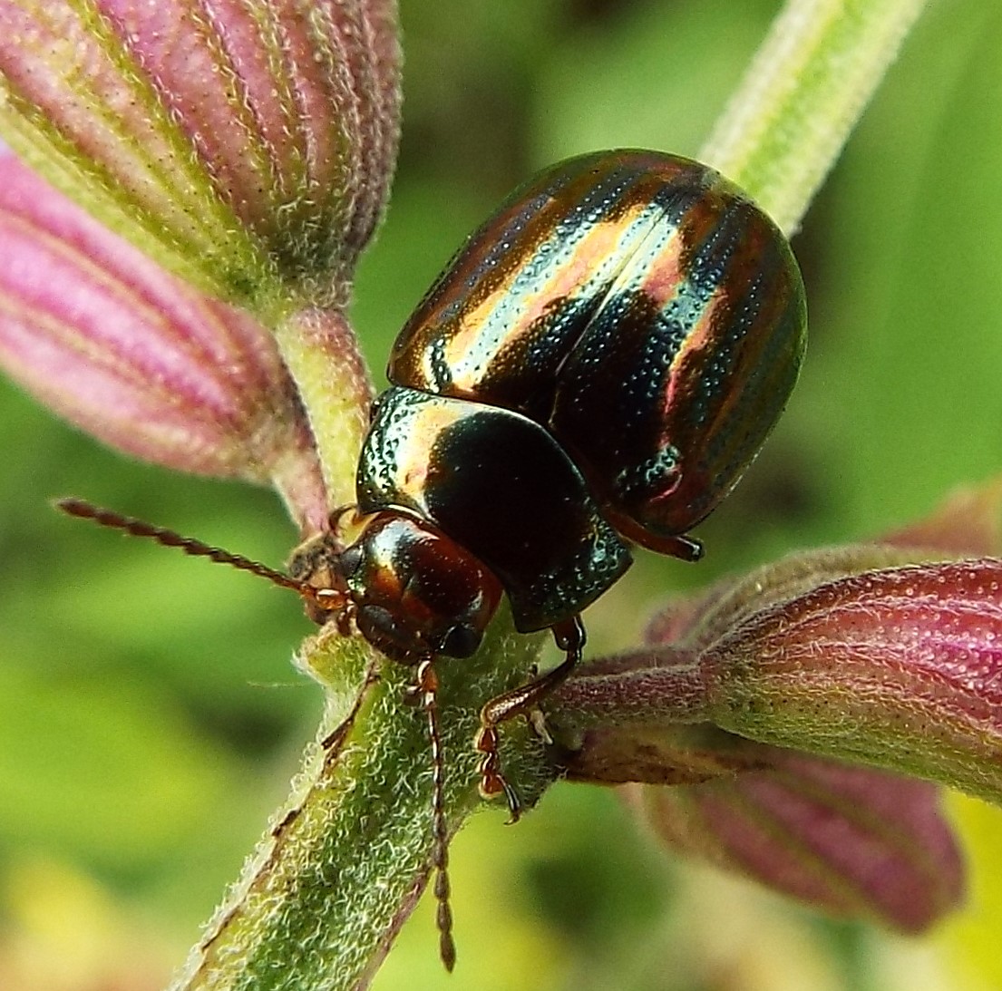 Lizzie Lenard Vintage Sewing: A Picture for Sunday - Rosemary Beetle