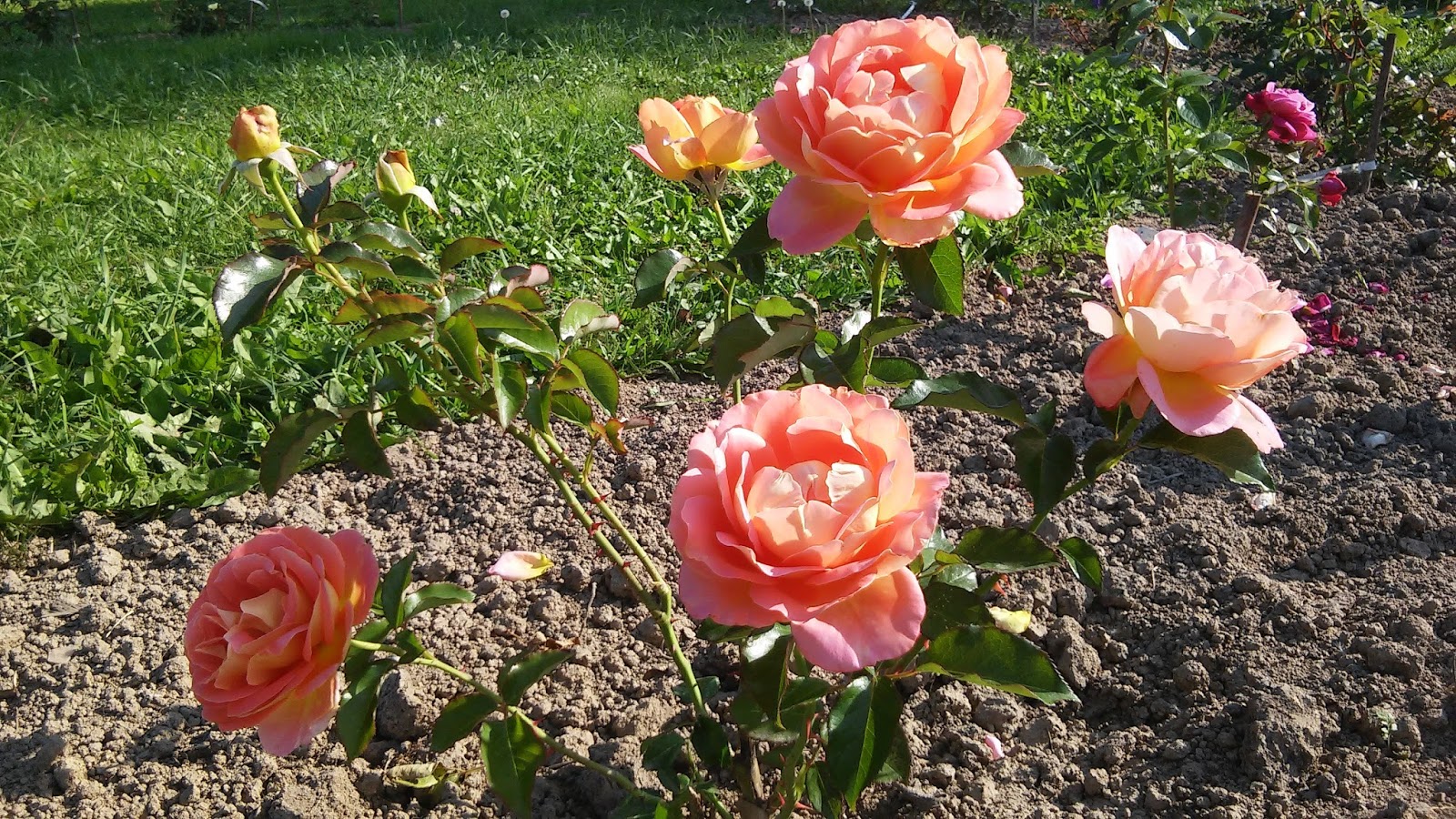 Ranczo Elma: Róża (Rosa) Alpine Sunset