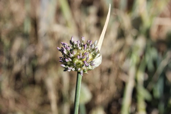 Babingtons Leek another rare perennial allium in Australia