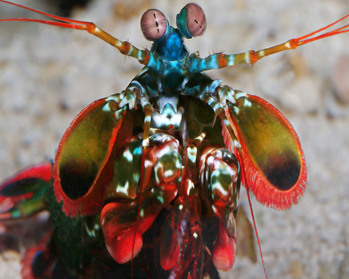 La gamba pistolera, su increíble munición de burbujas por colapso y el ...