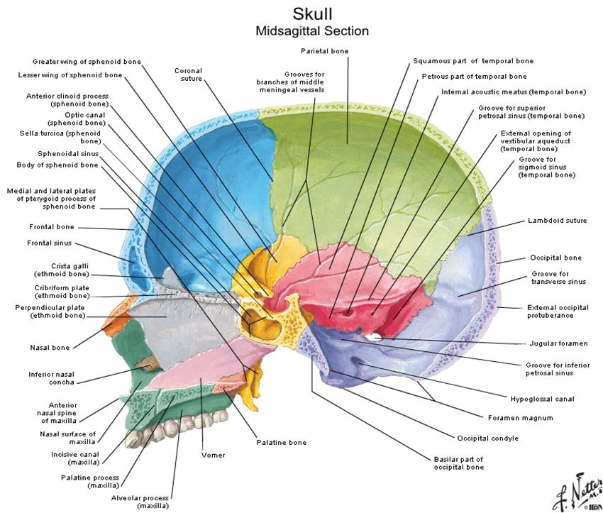 Dentistry lectures for MFDS/MJDF/NBDE/ORE: Diagrams Of Anatomy Of Skull ...