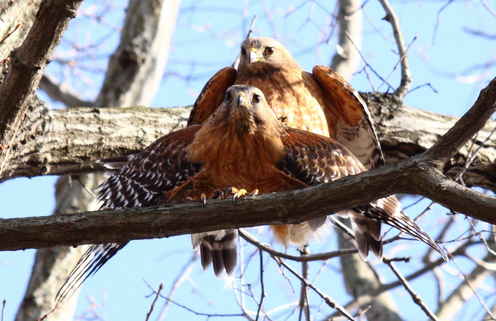 Virginia Life: Red Shouldered Hawks at Lake Mercer