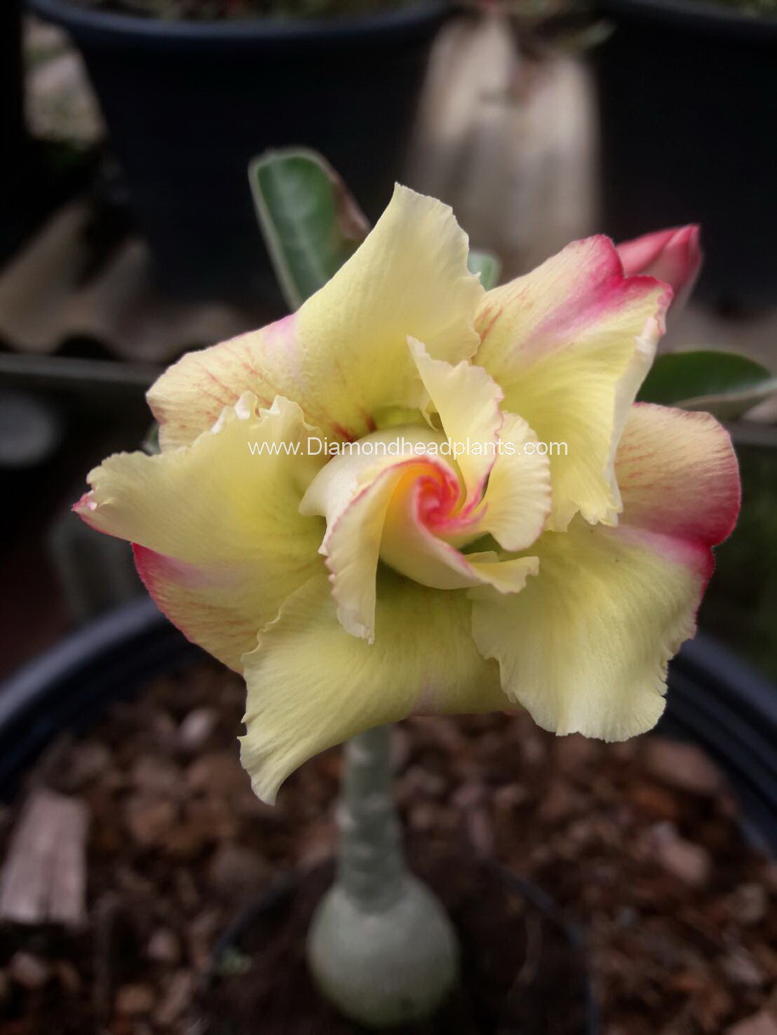 Adenium: New Adenium Catalog 2018-2019