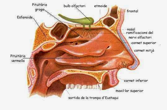 Els sentits: L'olfacte