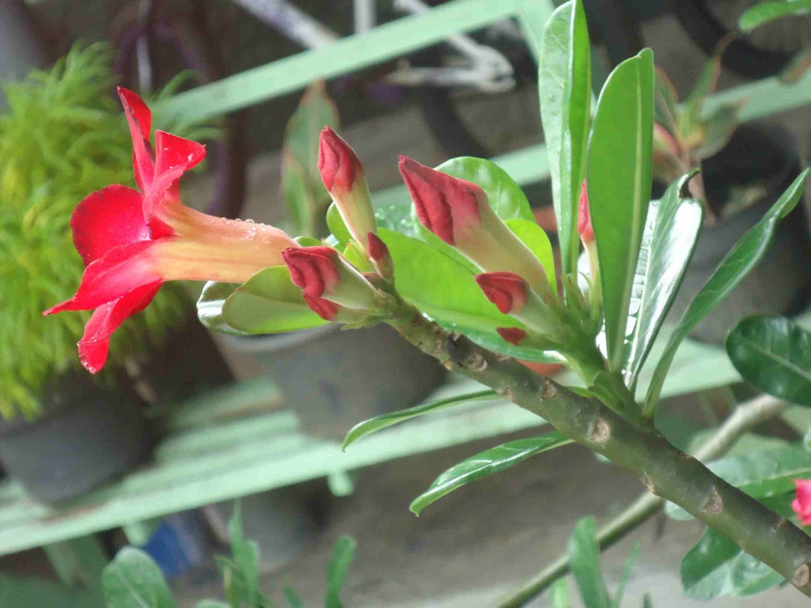 WALLPAPER BUNGA ADENIUM MERAH ROMANTIS - Rumah Daun Muda