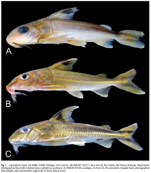 Species New to Science: [Ichthyology • 2010] Leptodoras marki • A new ...