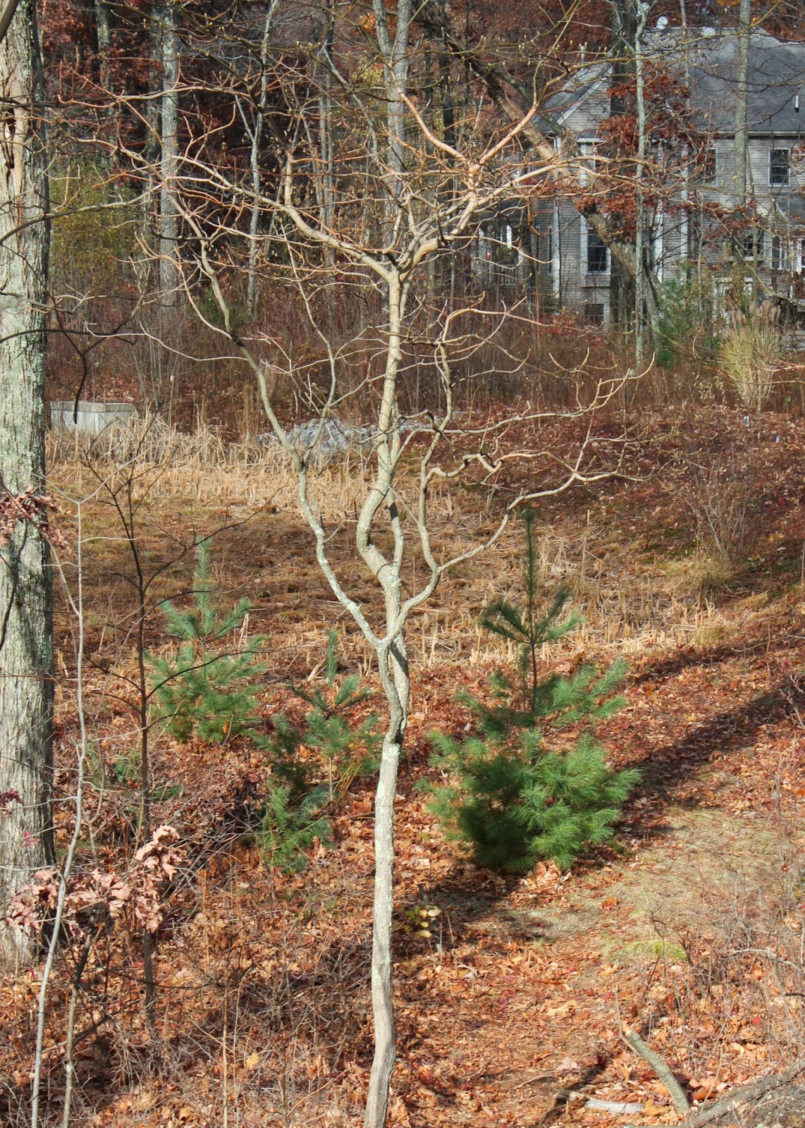 Red House Garden: All the Dirt on Sassafras