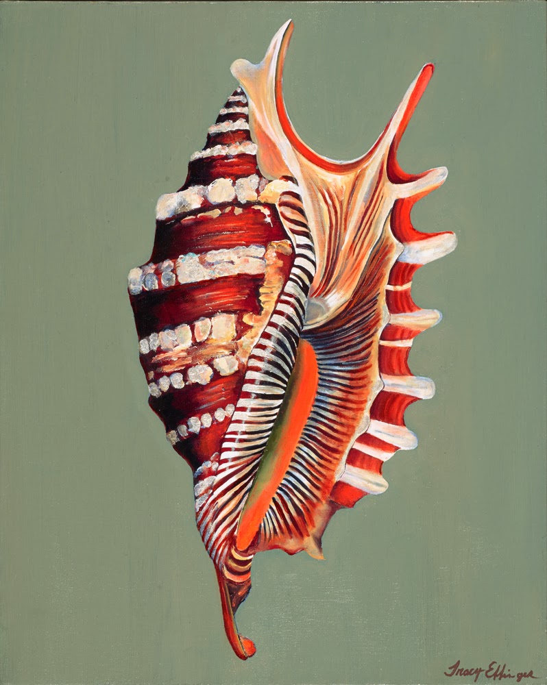 Paintings By Tracy Effinger Upton: Lambis Digitata In Sea Green