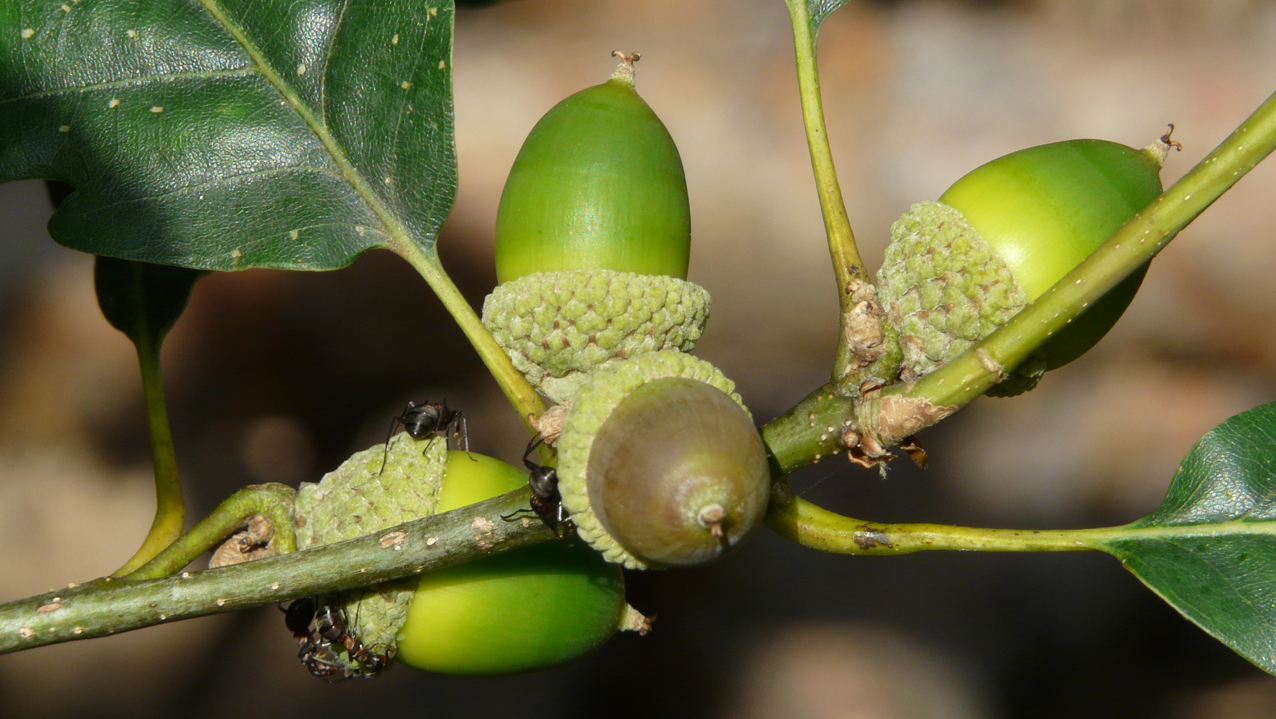Świętokrzyskie Włóczęgi : Dąb zupa dębowa