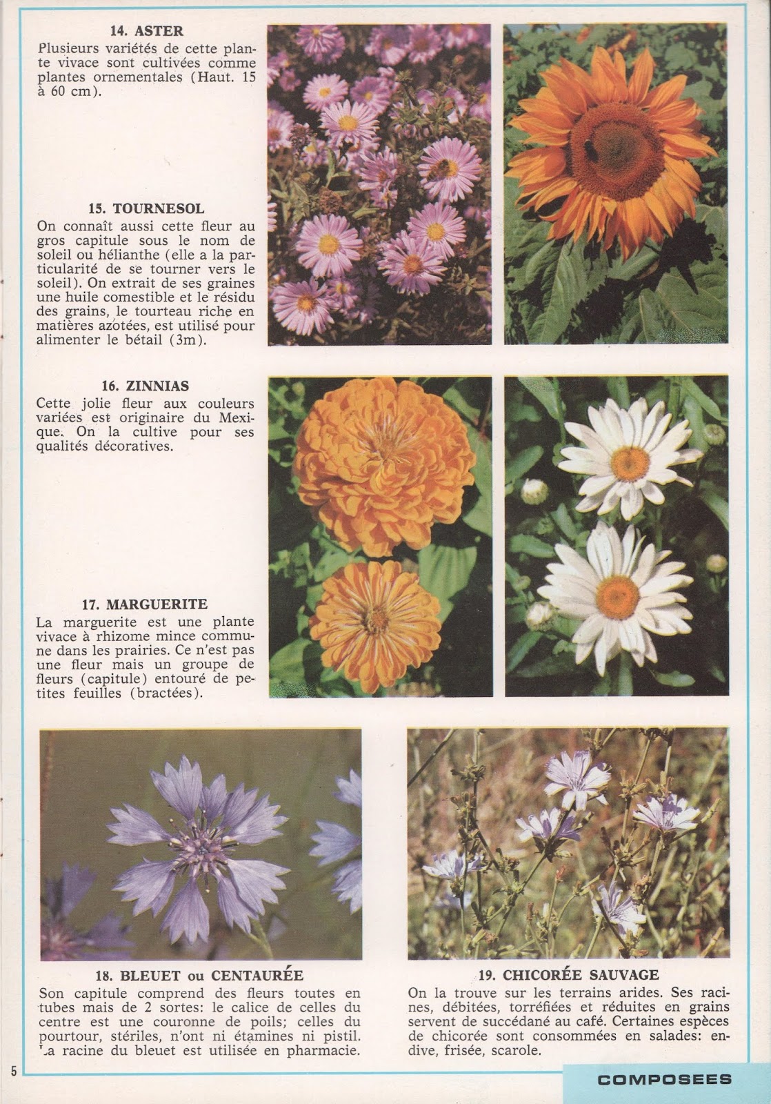 Leçons de choses: Documentation scolaire 131 : Plantes à fleurs II