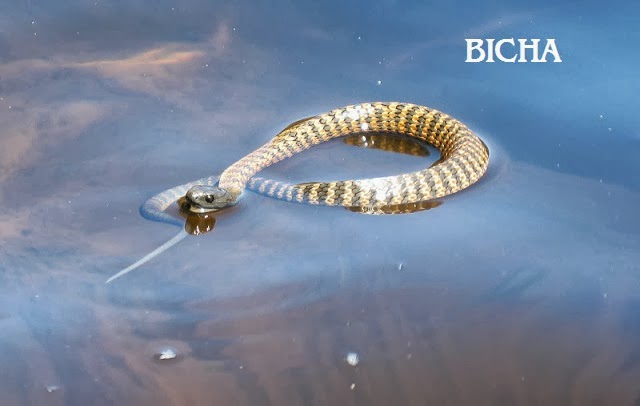 Diccionario de Algodonales: B