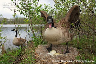 The Jungle Store: Canada Geese Nest Guardians