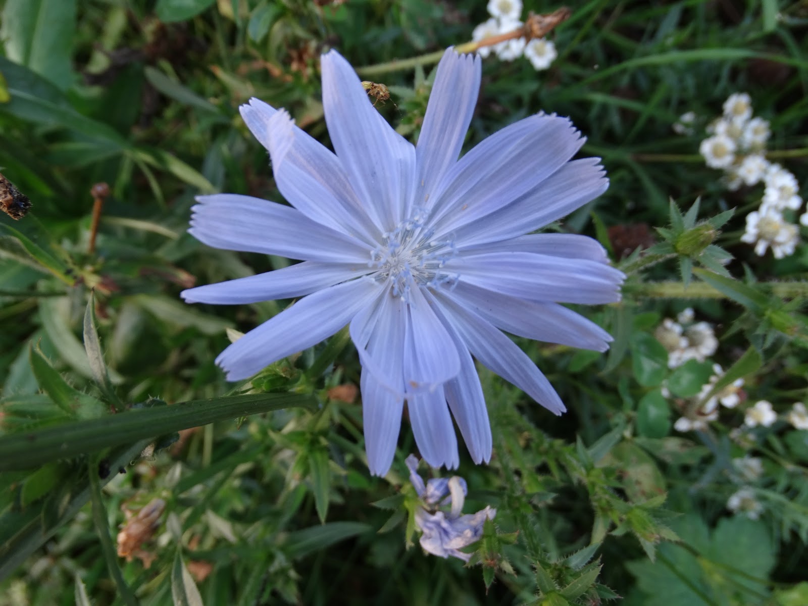 oog voor de natuur: Wilde cichorei (Cichorium intybus).