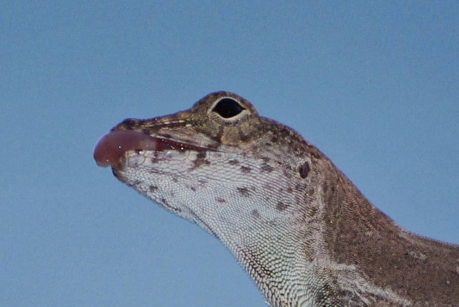 Julie LaRie: Leaping Lizards!