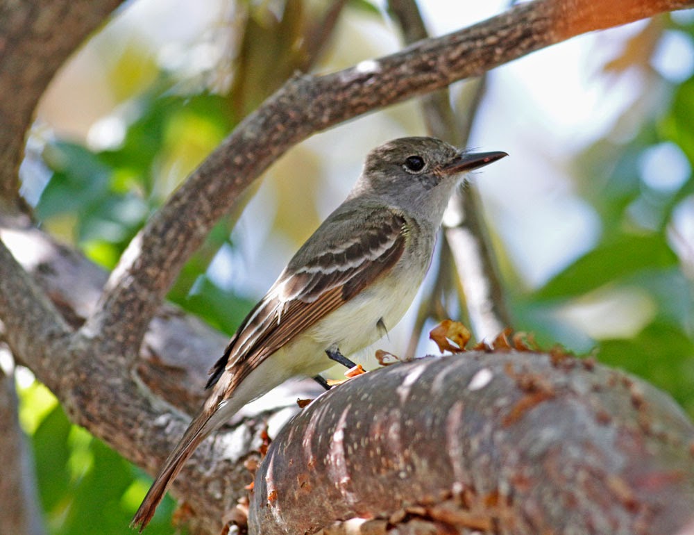 Pioneer Birding: FL - sunshine birding