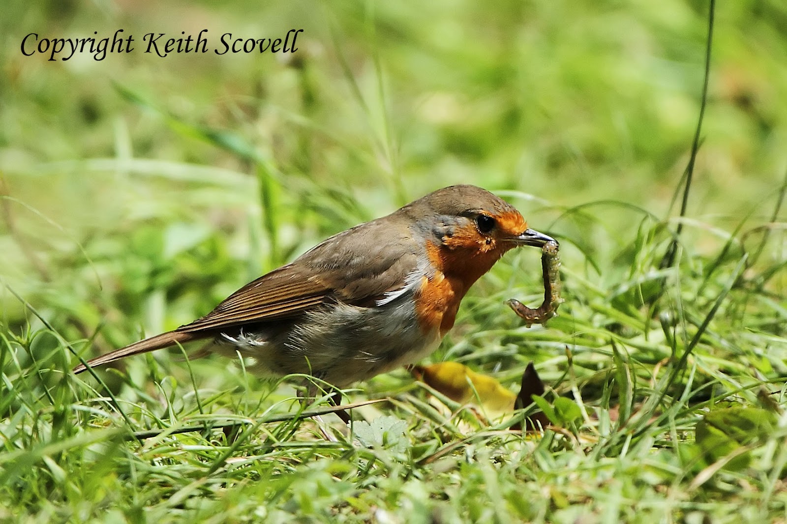 Keith Scovell's Wild Life: Wildlife of the Azores