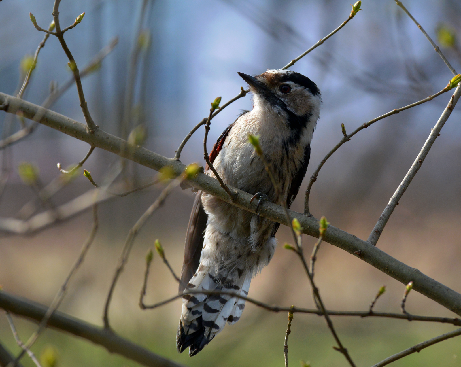 Dzięciołek, samica