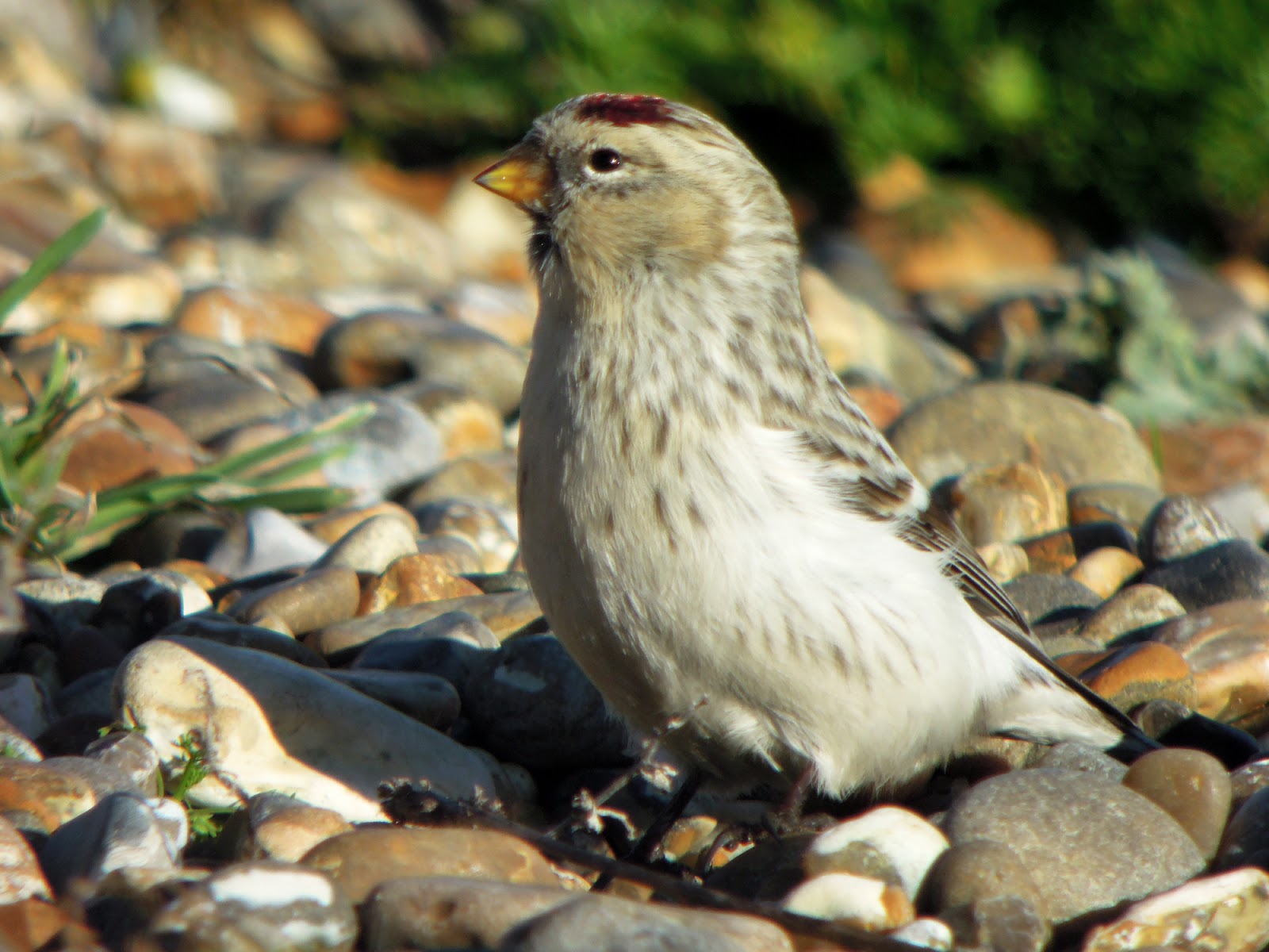 Suffolk Birder: Hornemann's Arctic Redpoll