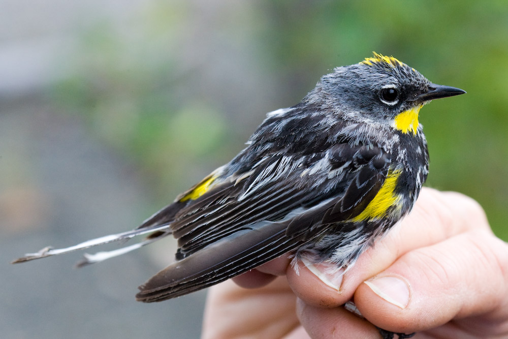 Yukon Bird Observatories: Teslin Lake Aug 4th - Audubon's Warbler!