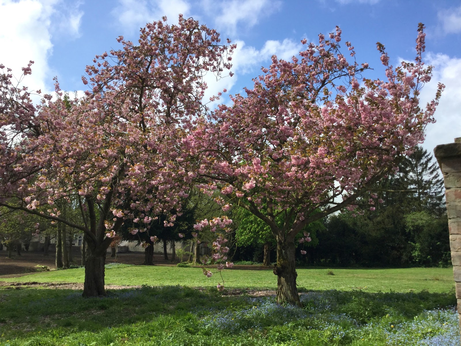 South-West Yorkshire (VC63) Botany Group: Sandbeck Park near Maltby 22 ...