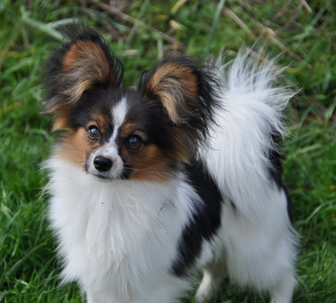 Road's End Papillons : 7 months old Papillons-Brother + Sister