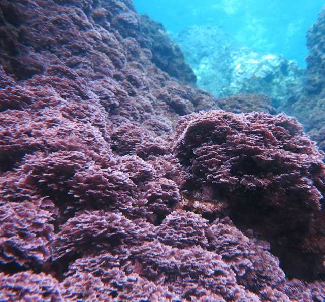 Mes expériences d'environnement subaquatique en plongée: Les végétaux