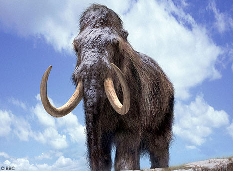Woolly Mammoth | Animal Wildlife