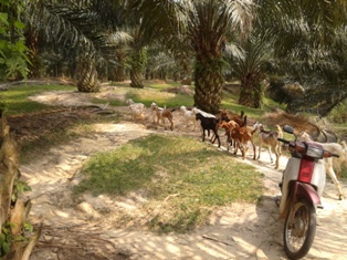 KERATONG AGROFARM: Kambing Meragut..Pengembala Semput..