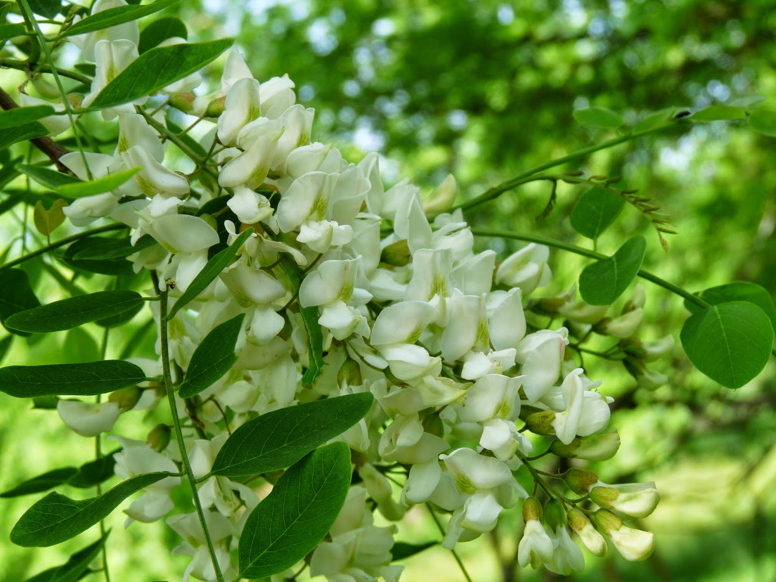 Voillans, village du Doubs, site officiel: Acacia