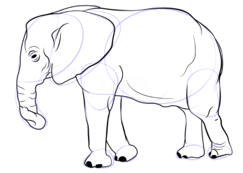 Mengambar gajah - Tutorial Mengambar