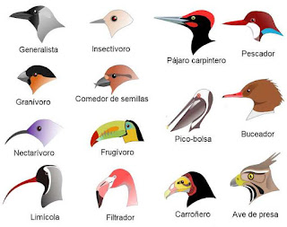 Las singulares y curiosas formas de los picos de las aves